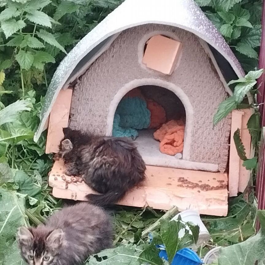 Котёнок в добрые руки