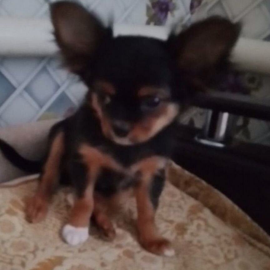 Продаю шенка чихуаху