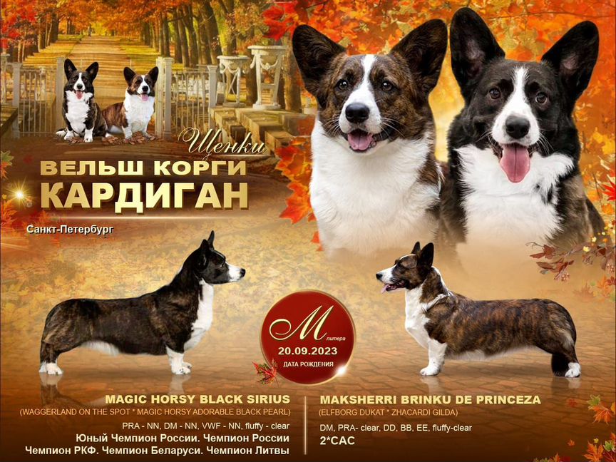 Щенки вельш-корги кардиган