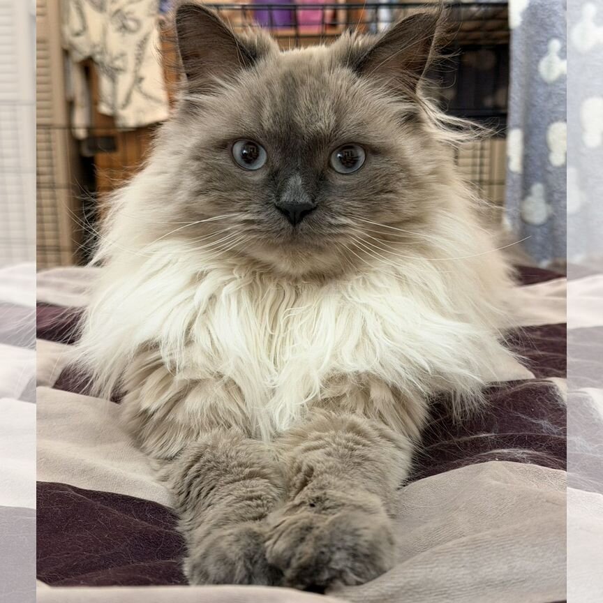 Невская маскарадная кошка, взрослая