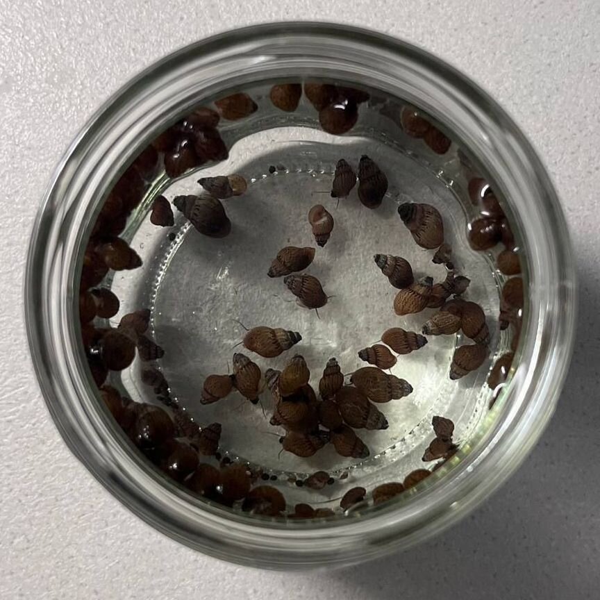 Улитки мелании