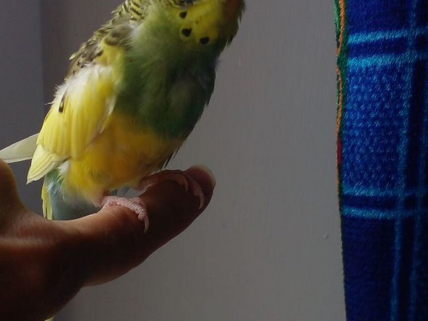 Молодые попугайчики