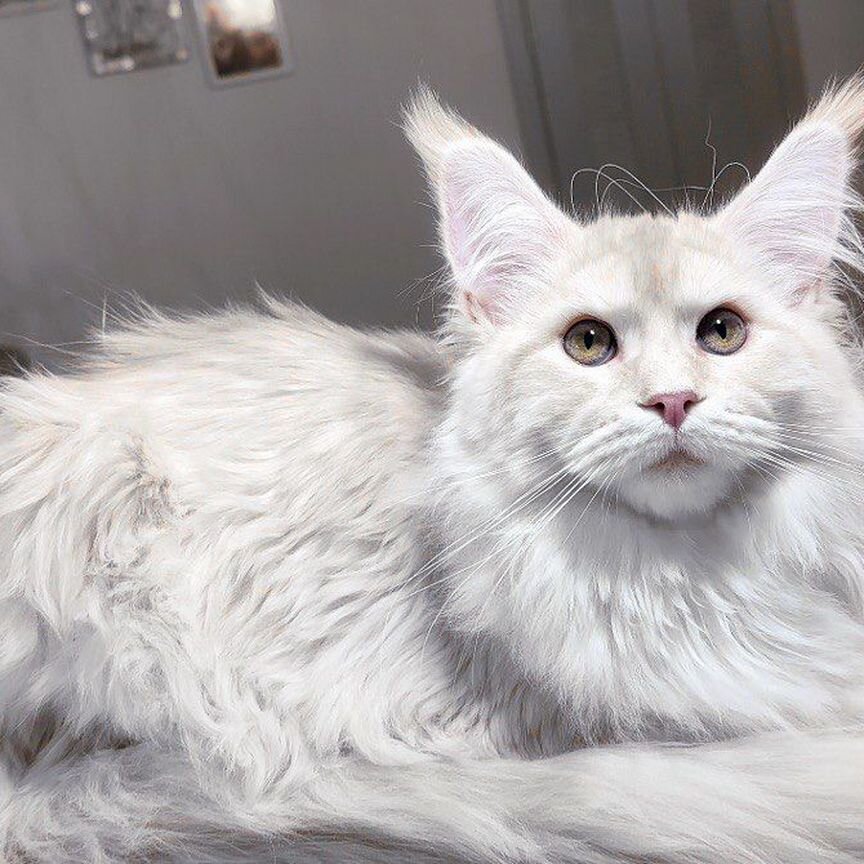 Мейн-кун котёнок