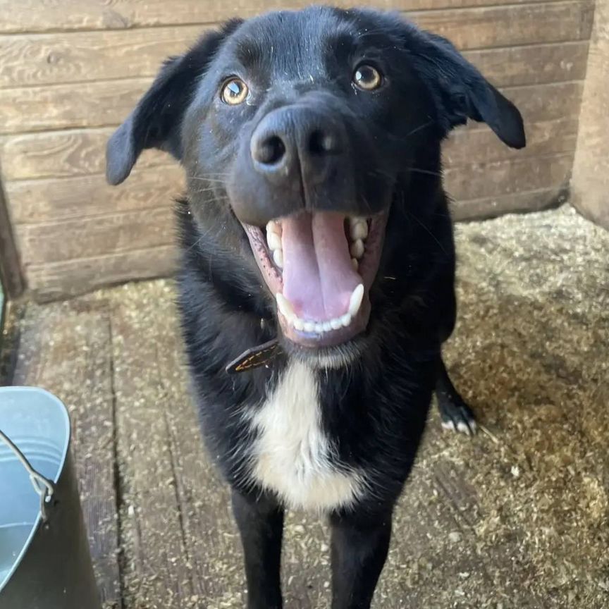 Щенок в добрые руки