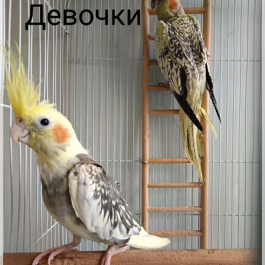 Птенцы Кореллы