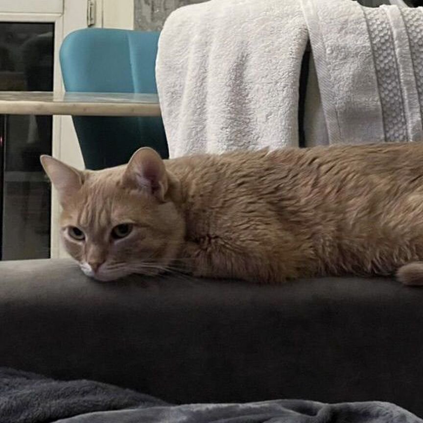 Кот в добрые руки