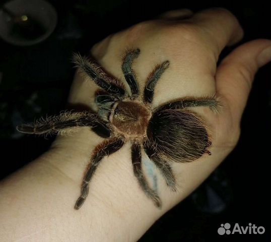 Две молодые самки