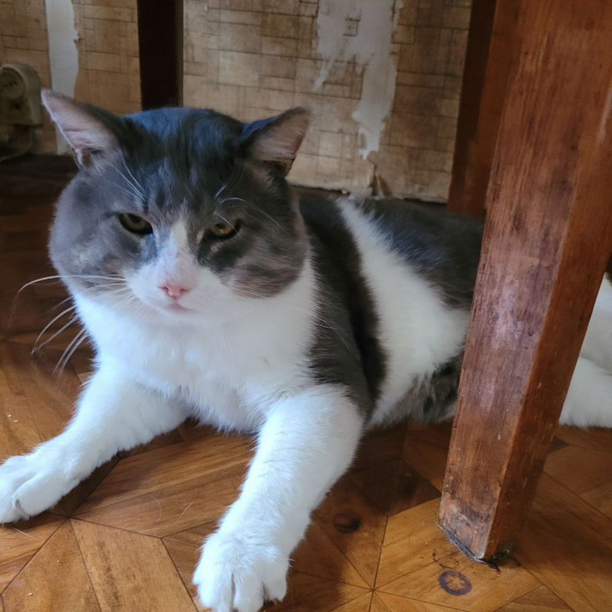 Отдам кота в добрые руки