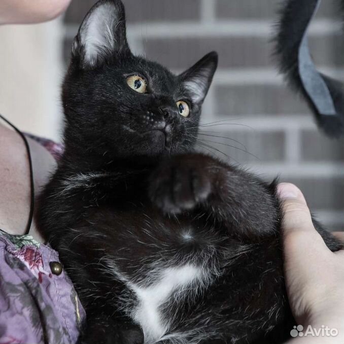 Кошка Шоколадка 4,5 мес