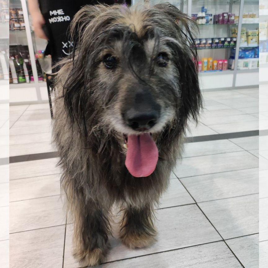 Взрослая собака в добрые руки