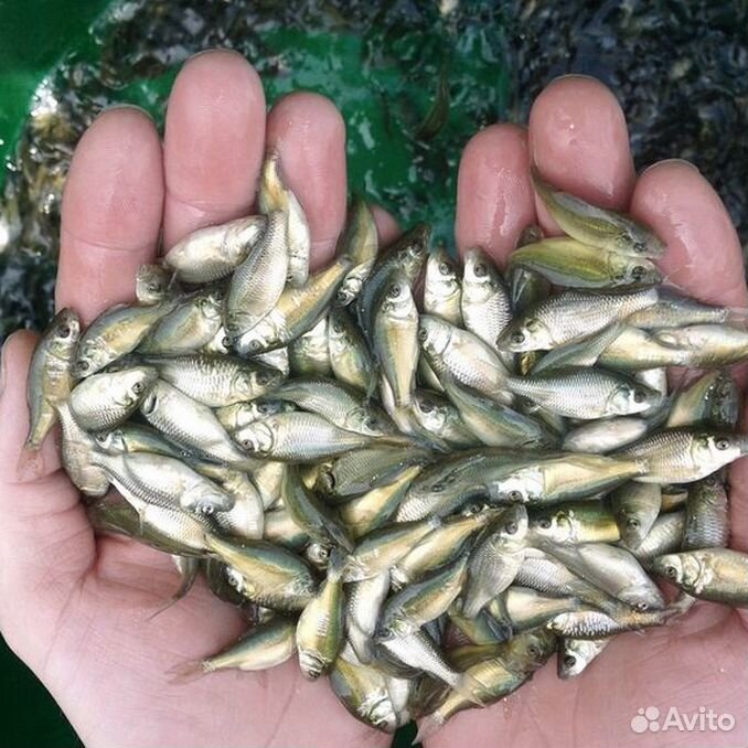 Малек для зарыбления, живая рыба, живец