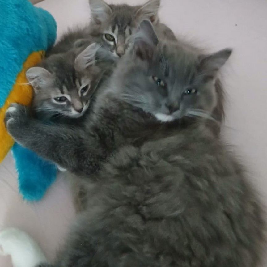 Котята в добрые руки