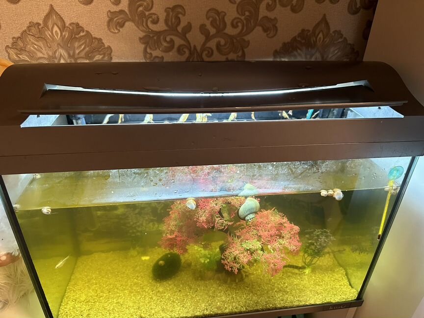 Tetra Аквариум с рыбками 60 литров