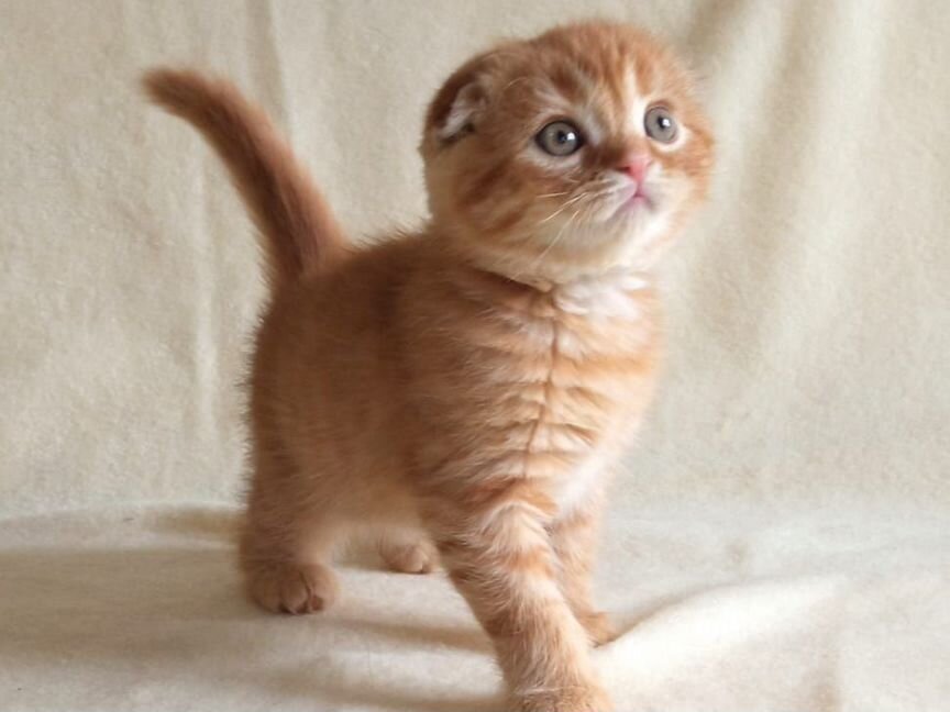 Шотландские вислоухие котята