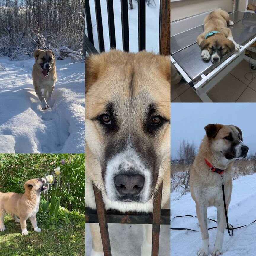 Нужен хозяин и друг этому мальчугану