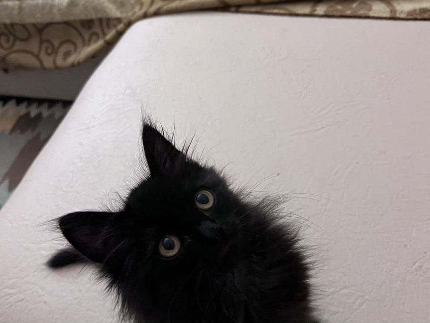 Котенок Мальчик Хорошим Людям