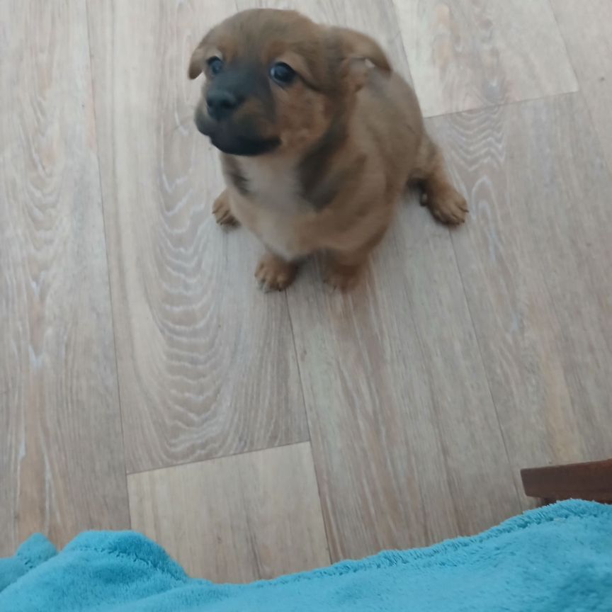 Кутята в добрые руки