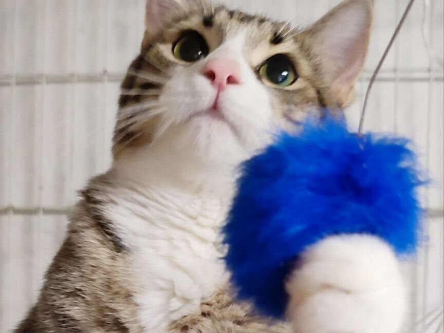 Кошки в добрые руки бесплатно