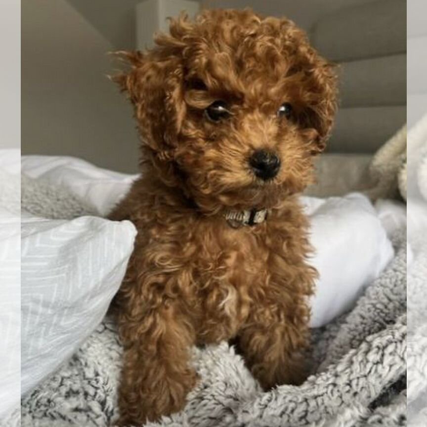 Той-пудель, щенок