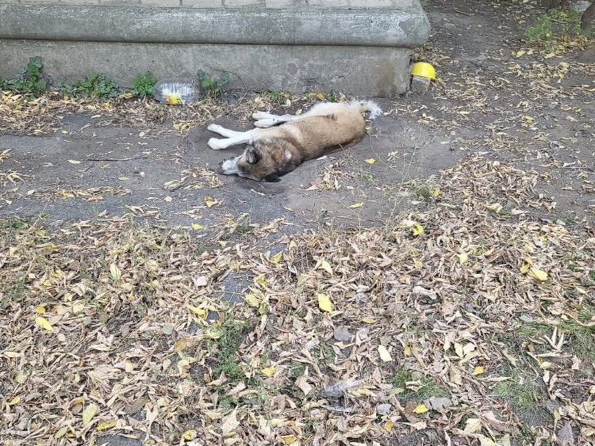 Собака умирает