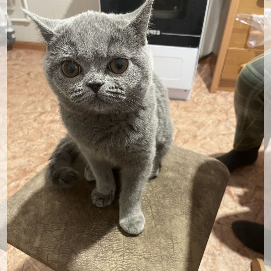 Британские котята