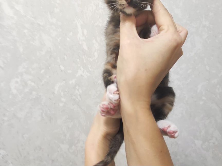 Котята бесплатно