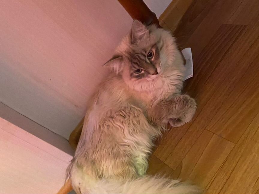 Котик и кошечка 1год