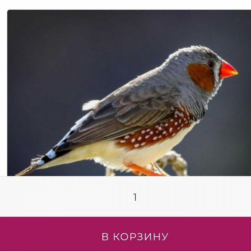 Продам зебровую амадину