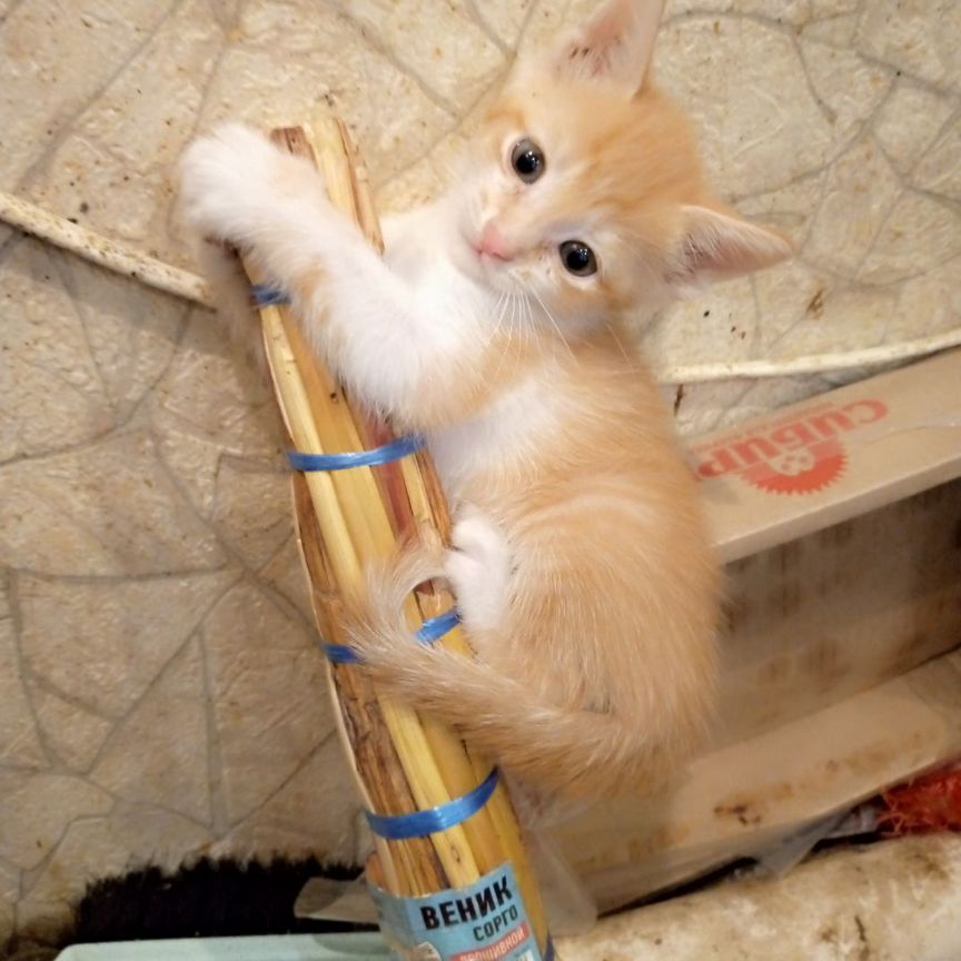 Отдам игривого котенка)