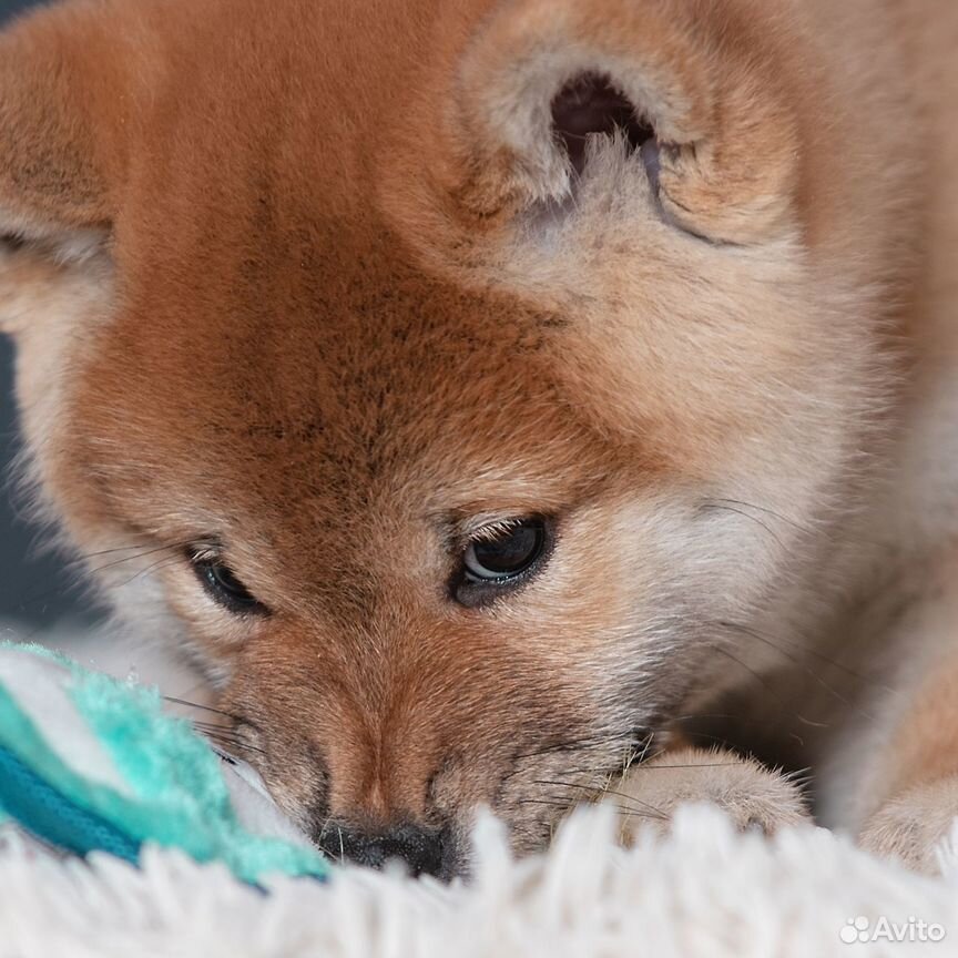 Щенки сиба ину