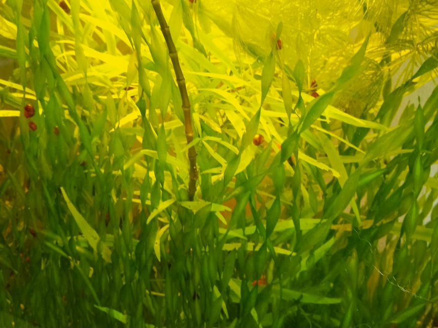 Водоросли для аквариума