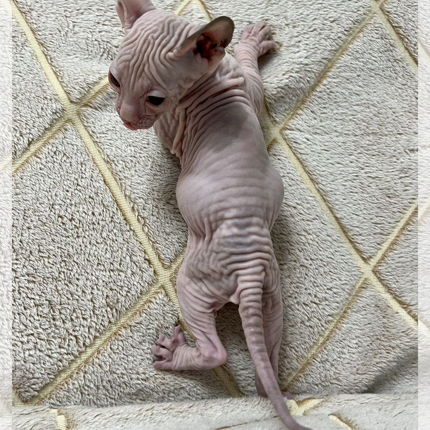 Донской сфинкс котёнок