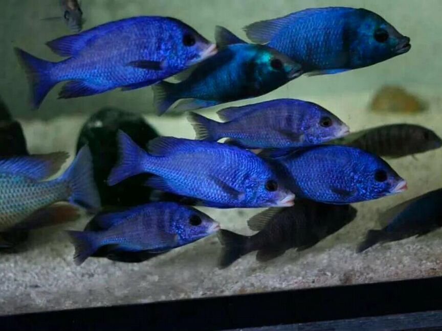Рыбки цихлиды