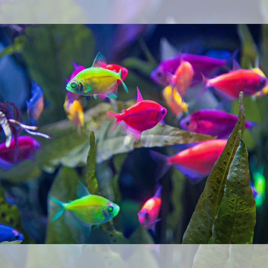 Обменяю на растения или рыб