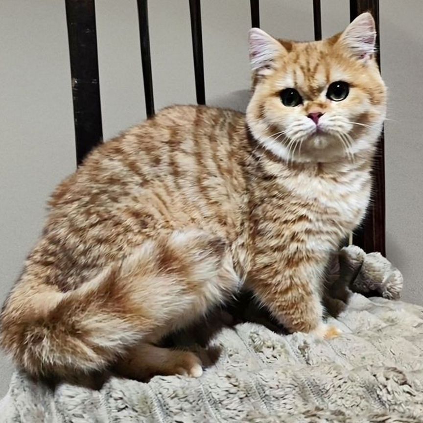 Британская короткошёрстная, взрослая кошка