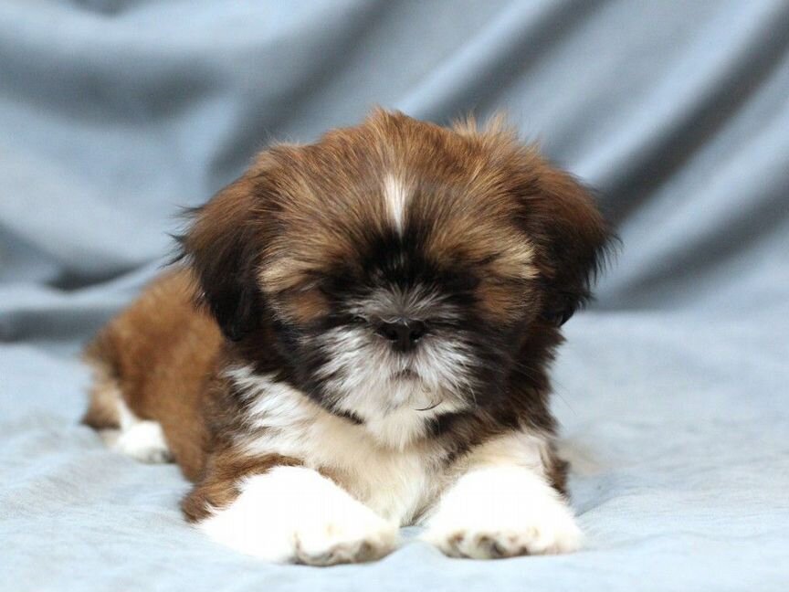 Щенок Ши-тцу