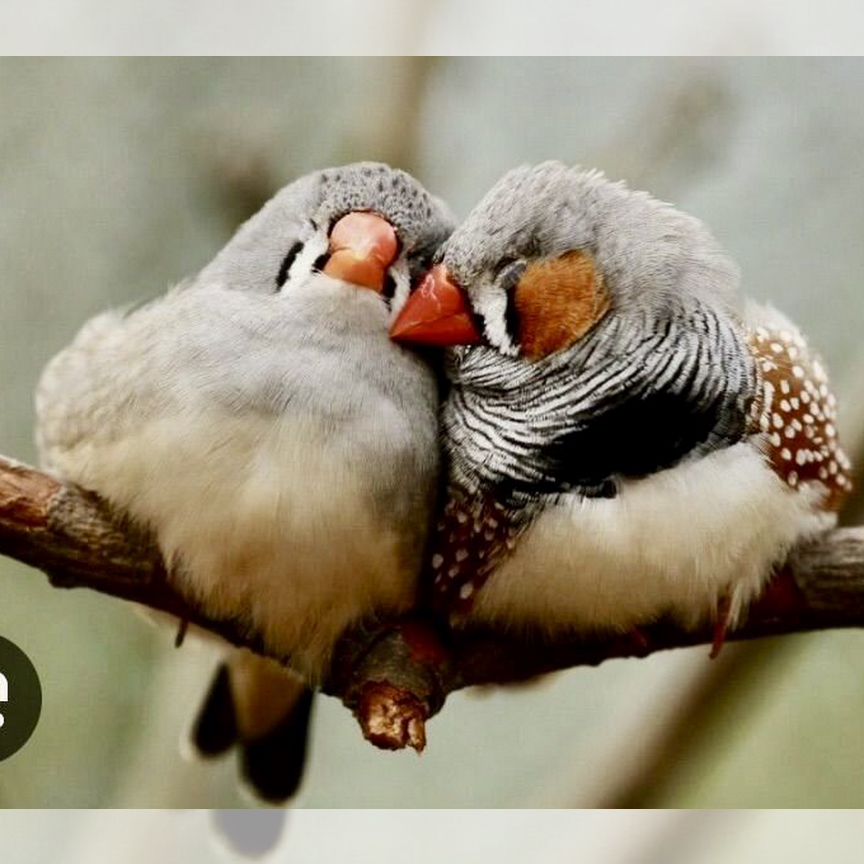 Зебровые амадины Хохлатые птенцы