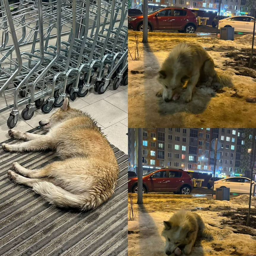 Найдена собака