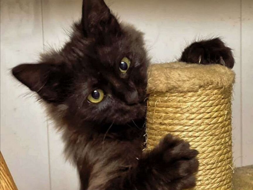 Пушистый малыш, мальчик,3,5 мес.,ищет дом и семью