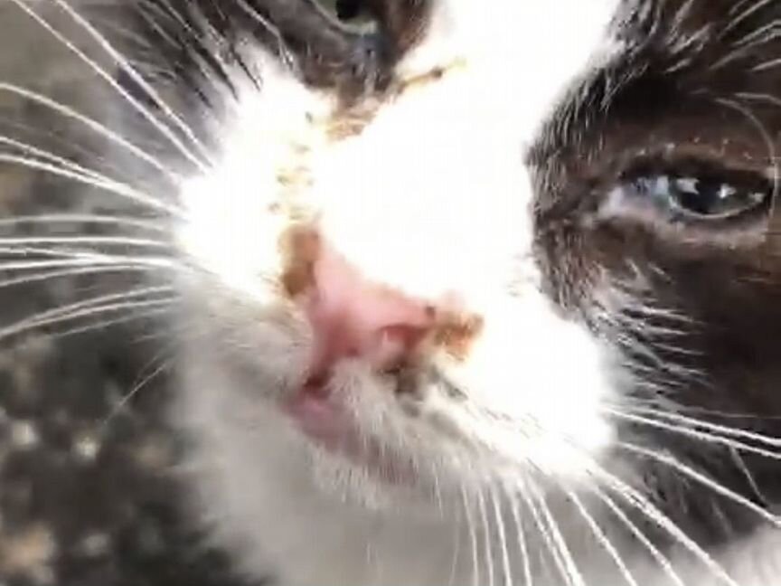 Котята из клиники
