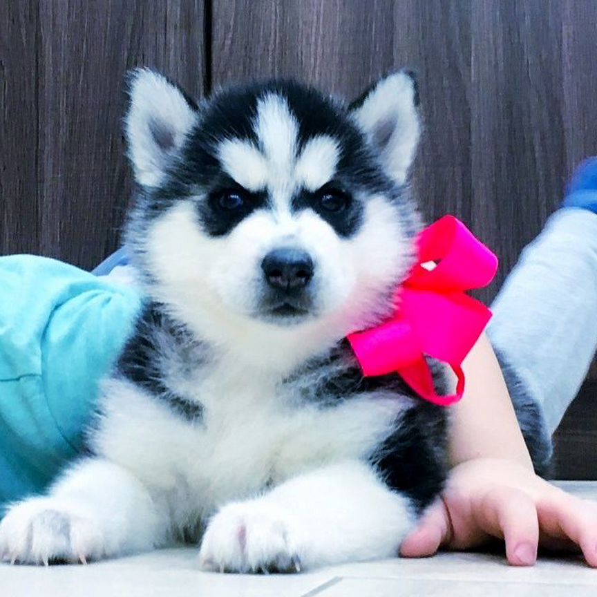 Замечательные собачки хаски