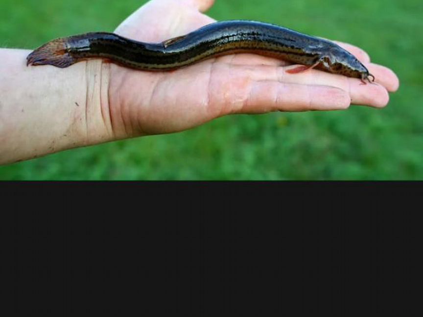 Вьюн для водоёмов, в наличие