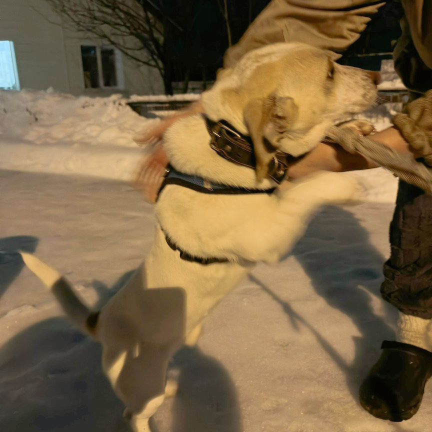 Собака в добрые руки