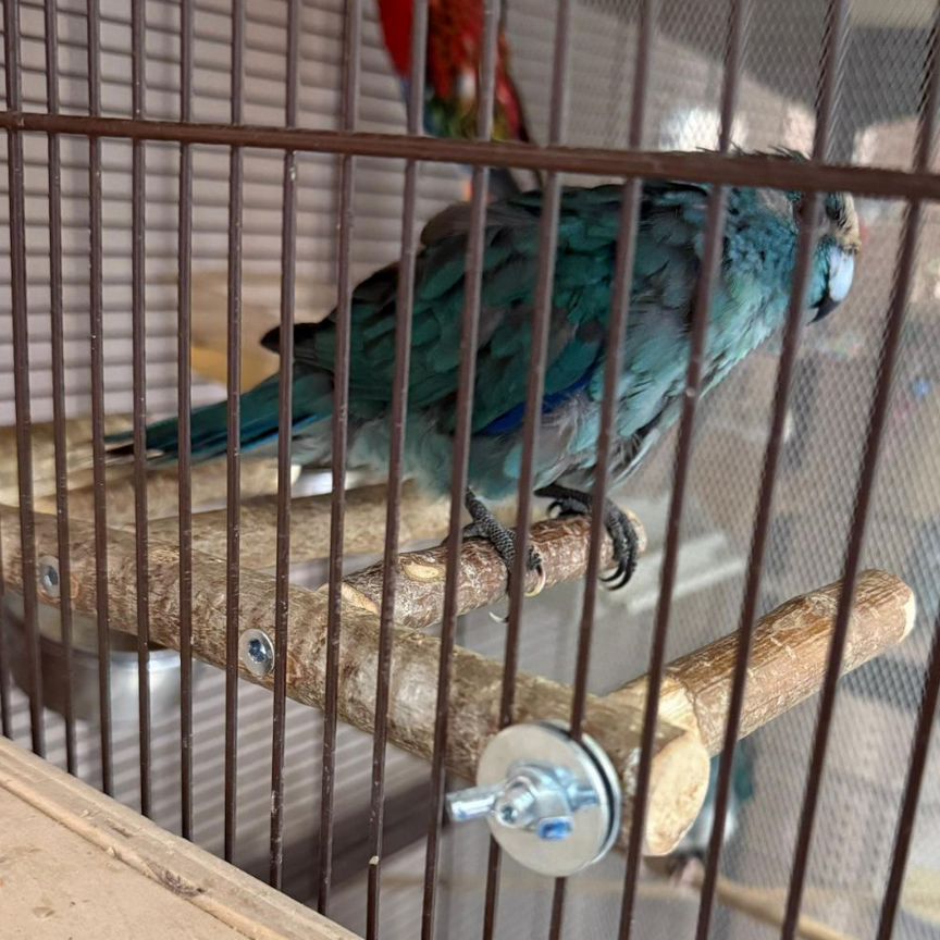 Попугай какарик синий