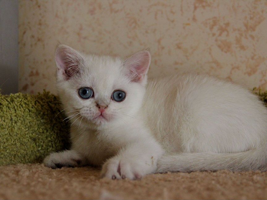 Котик серебристая шиншилла пойнт