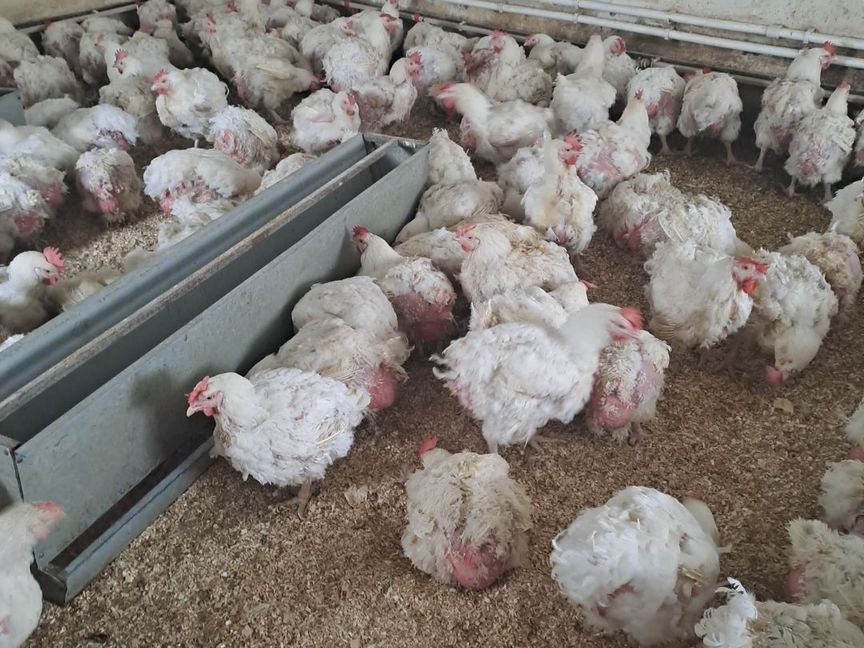Бройлеры на убой
