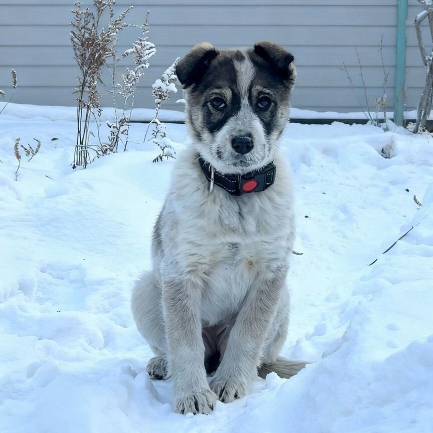 Щенок в добрые руки