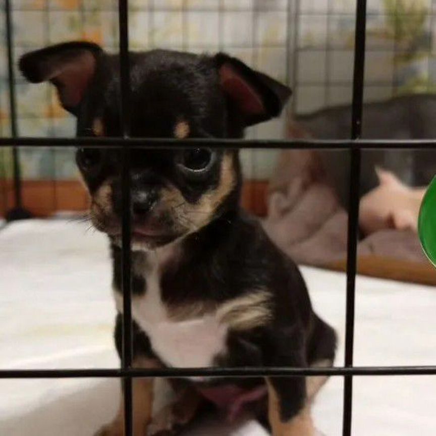 Мальчик чих