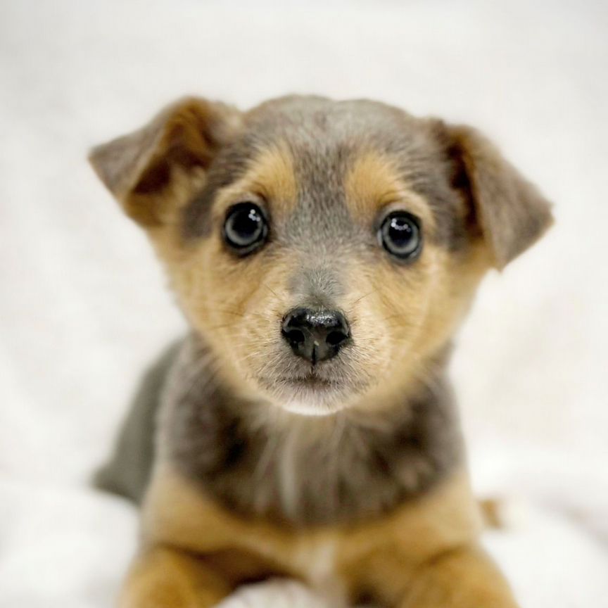 Щенок в добрые руки