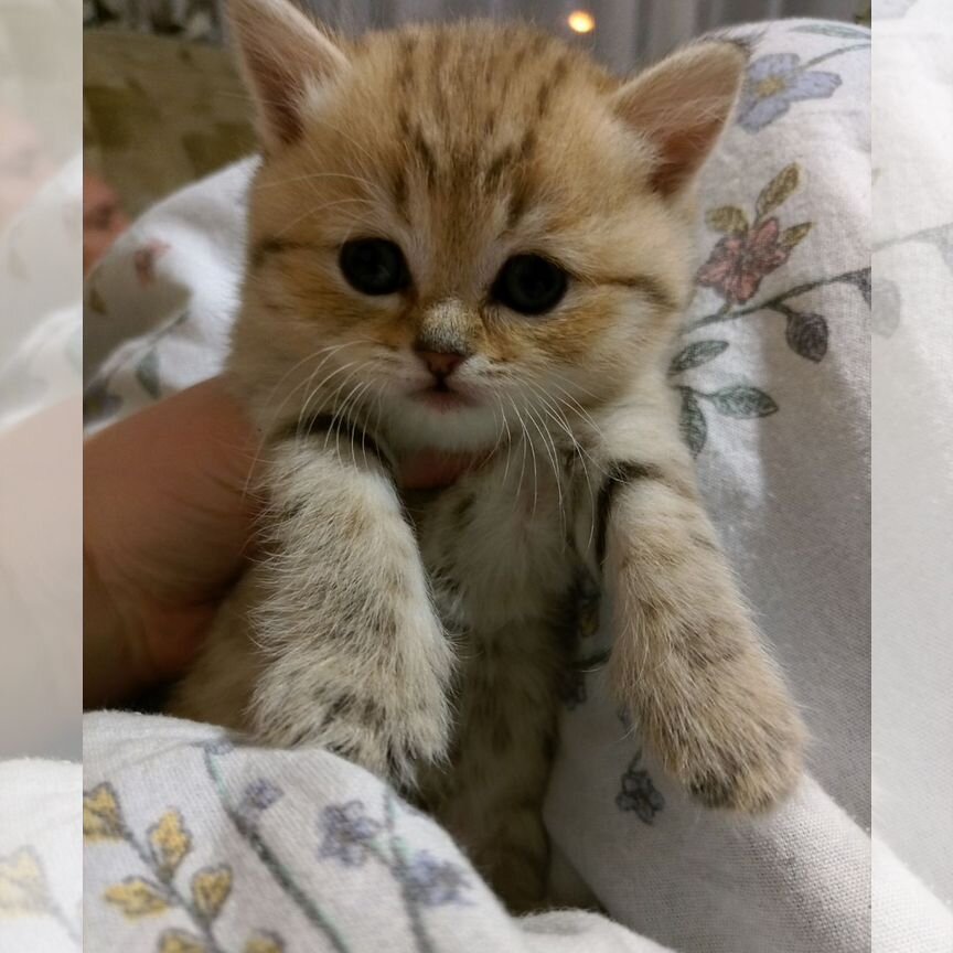 Шотландский прямоухий короткошёрстный котёнок
